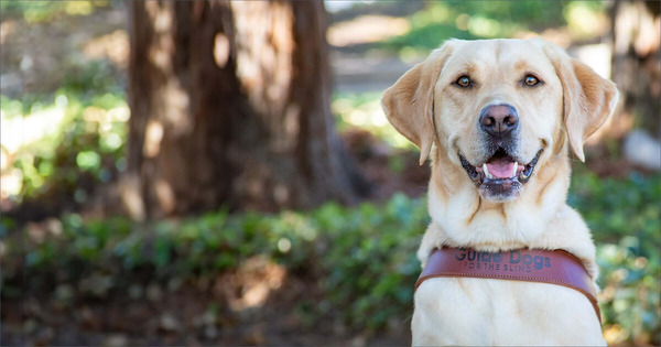 Donate | Guide Dogs for the Blind